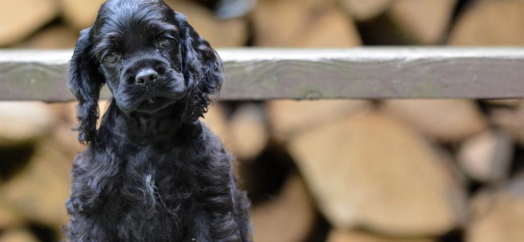 So You Want To Buy A Purebred Puppy? | For the Love of Purebred Dogs