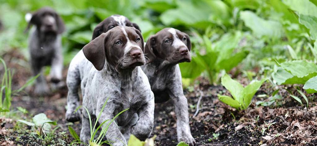 For the Love of Purebred Dogs | Promote • Protect • Educate