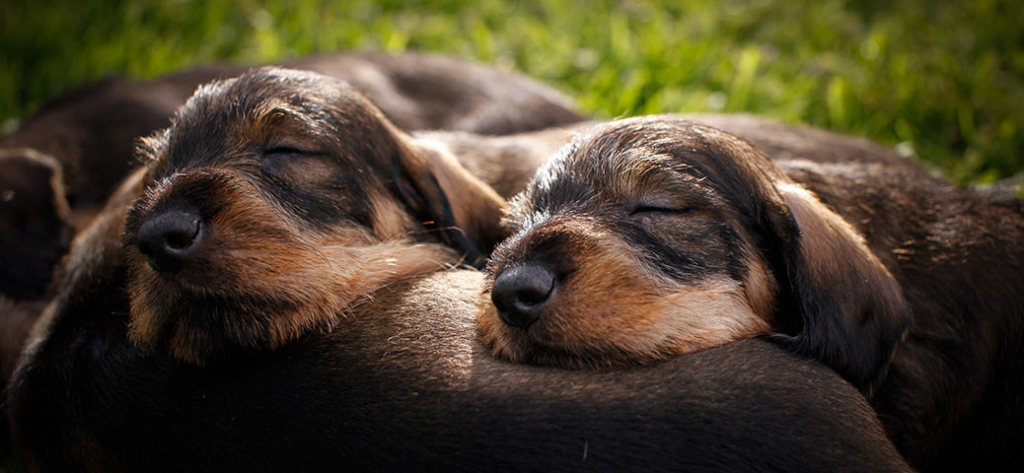 For the Love of Purebred Dogs | Promote • Protect • Educate