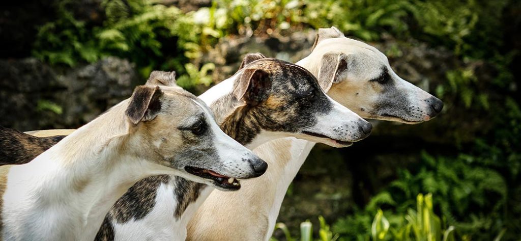 For the Love of Purebred Dogs | Promote • Protect • Educate