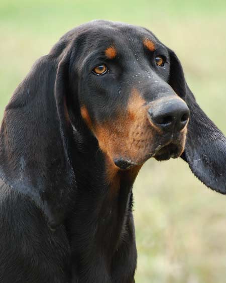 Black and Tan Coonhound | For the Love of Purebred Dogs