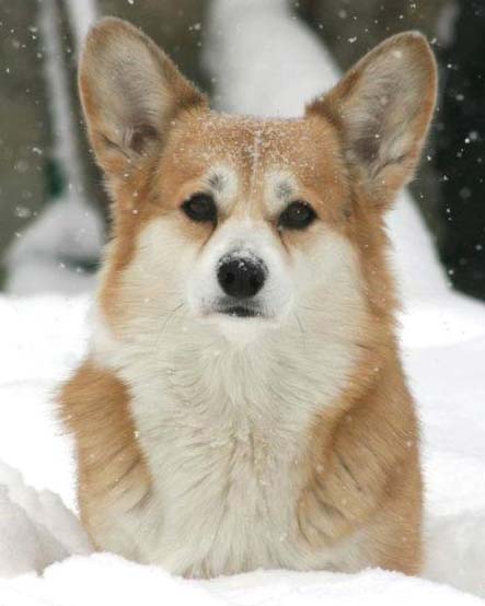 For the Love of Purebred Dogs | Promote • Protect • Educate