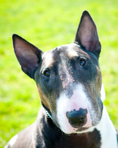 For the Love of Purebred Dogs | Promote • Protect • Educate