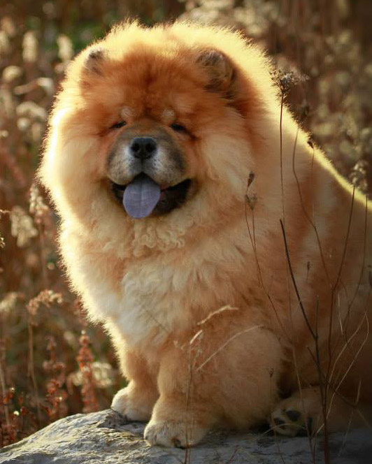 Chow | For the Love of Purebred Dogs