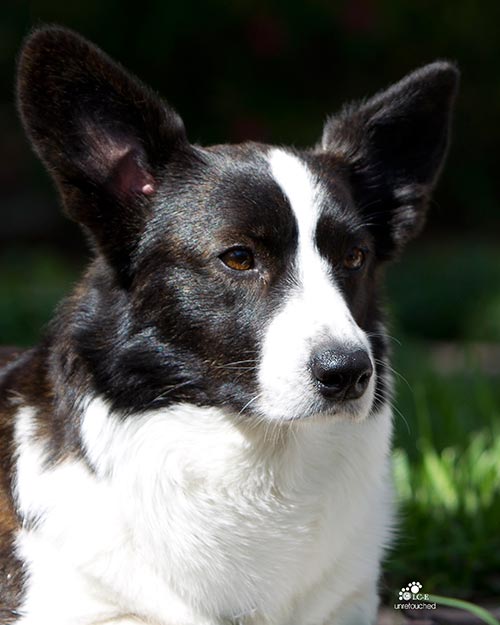 For the Love of Purebred Dogs | Promote • Protect • Educate