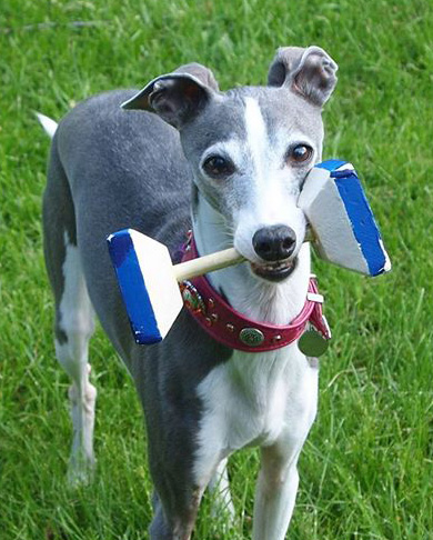 Italian Greyhound | For the Love of Purebred Dogs