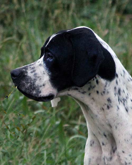 For the Love of Purebred Dogs | Promote • Protect • Educate