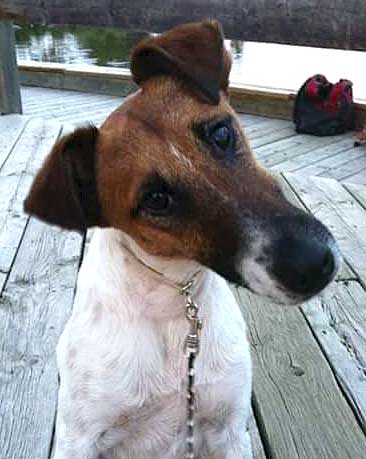 For the Love of Purebred Dogs | Promote • Protect • Educate