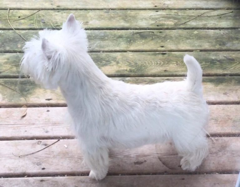 West Highland White Terrier | For the Love of Purebred Dogs