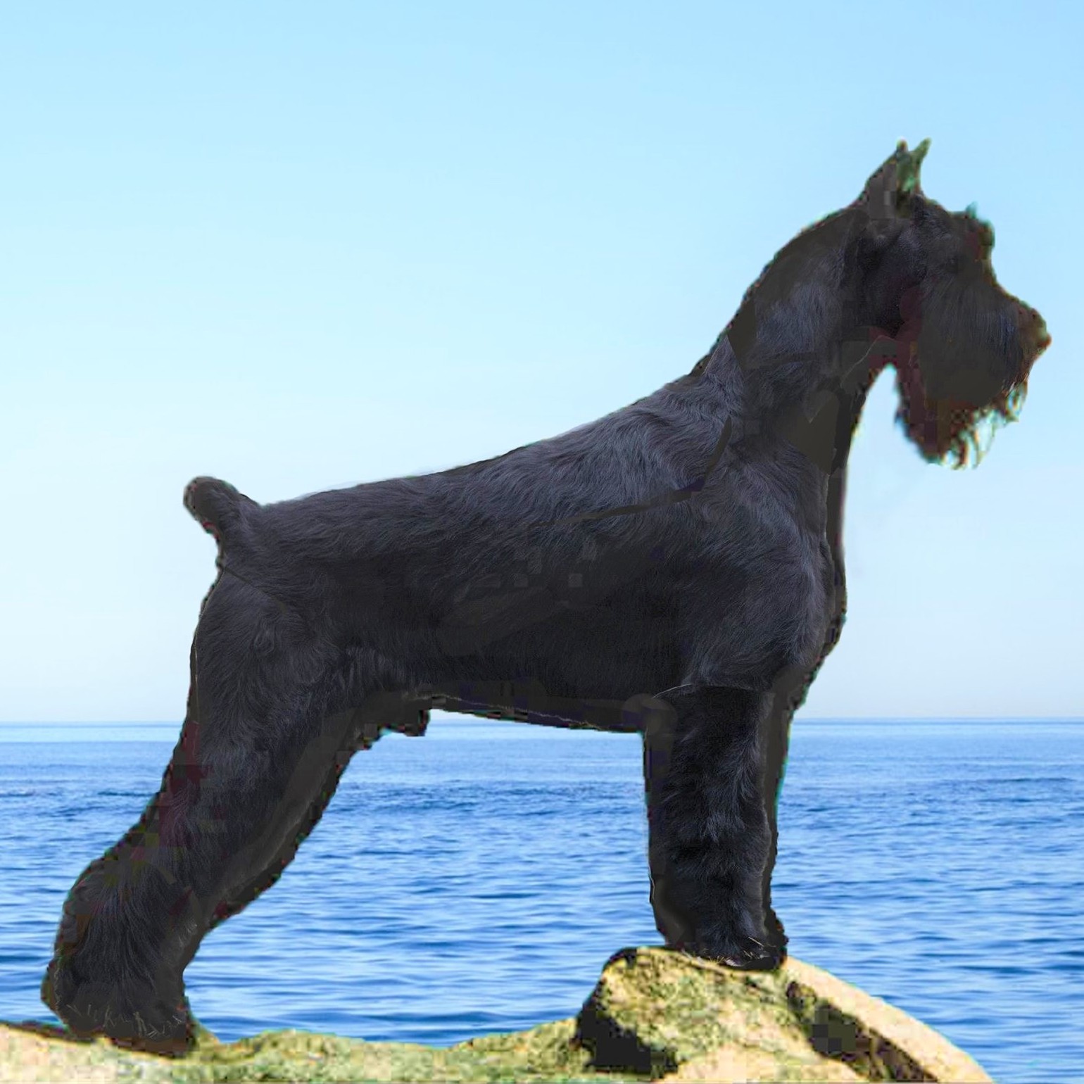 Giant Schnauzer | For the Love of Purebred Dogs