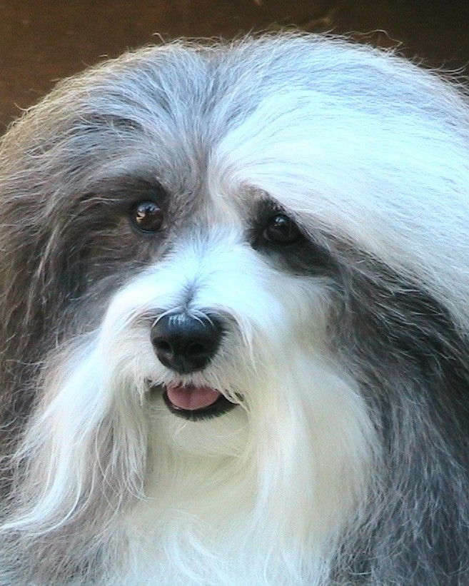 For the Love of Purebred Dogs | Promote • Protect • Educate