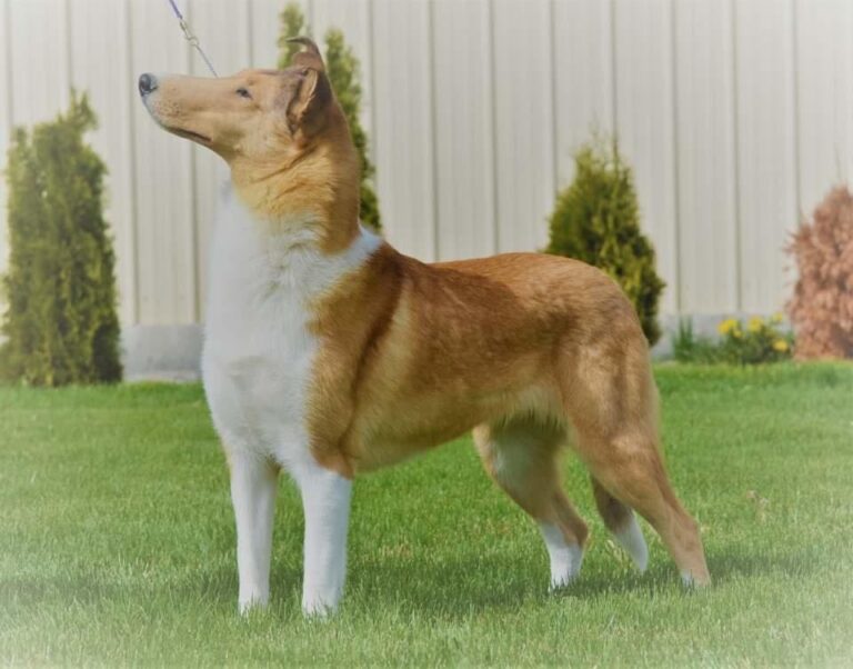 Collie (Rough & Smooth) | For the Love of Purebred Dogs