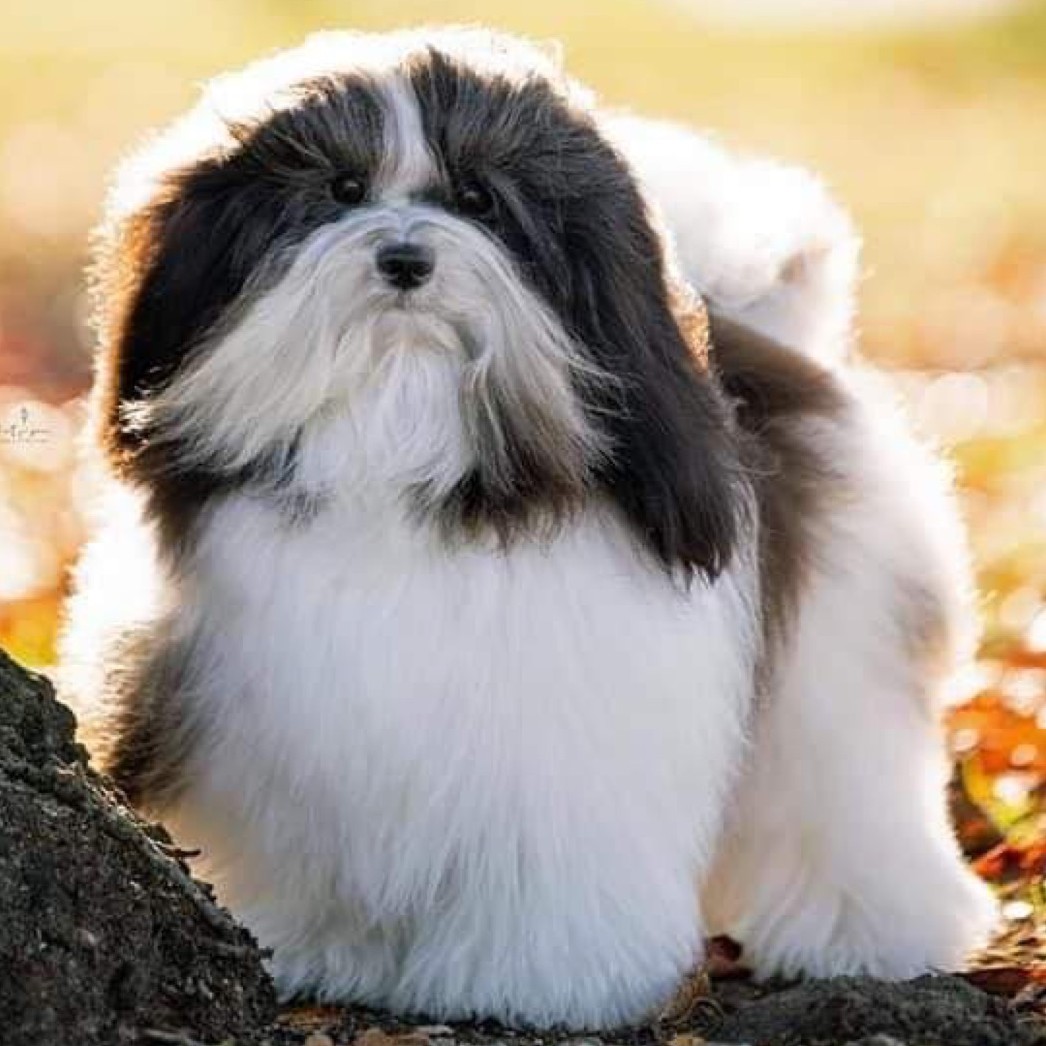 Havanese | For the Love of Purebred Dogs
