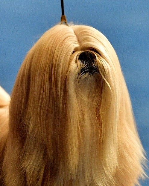 Lhasa Apso | For the Love of Purebred Dogs