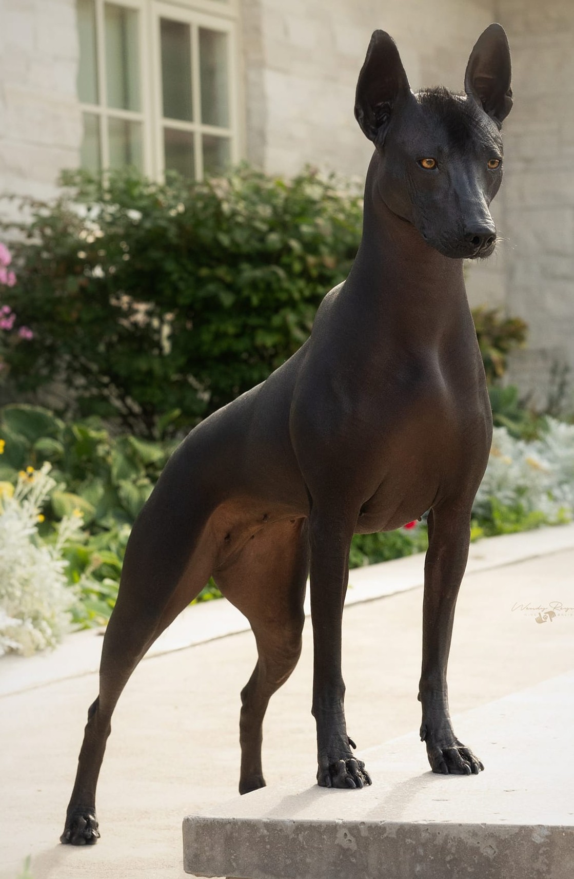 xoloitzcuintli | For the Love of Purebred Dogs