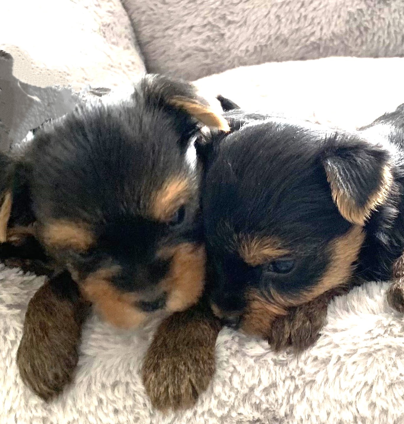 Yorkshire Terrier | For the Love of Purebred Dogs