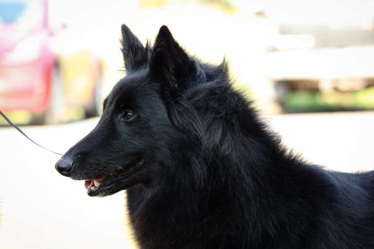Belgian Shepherd Dog Groenendael | For the Love of Purebred Dogs