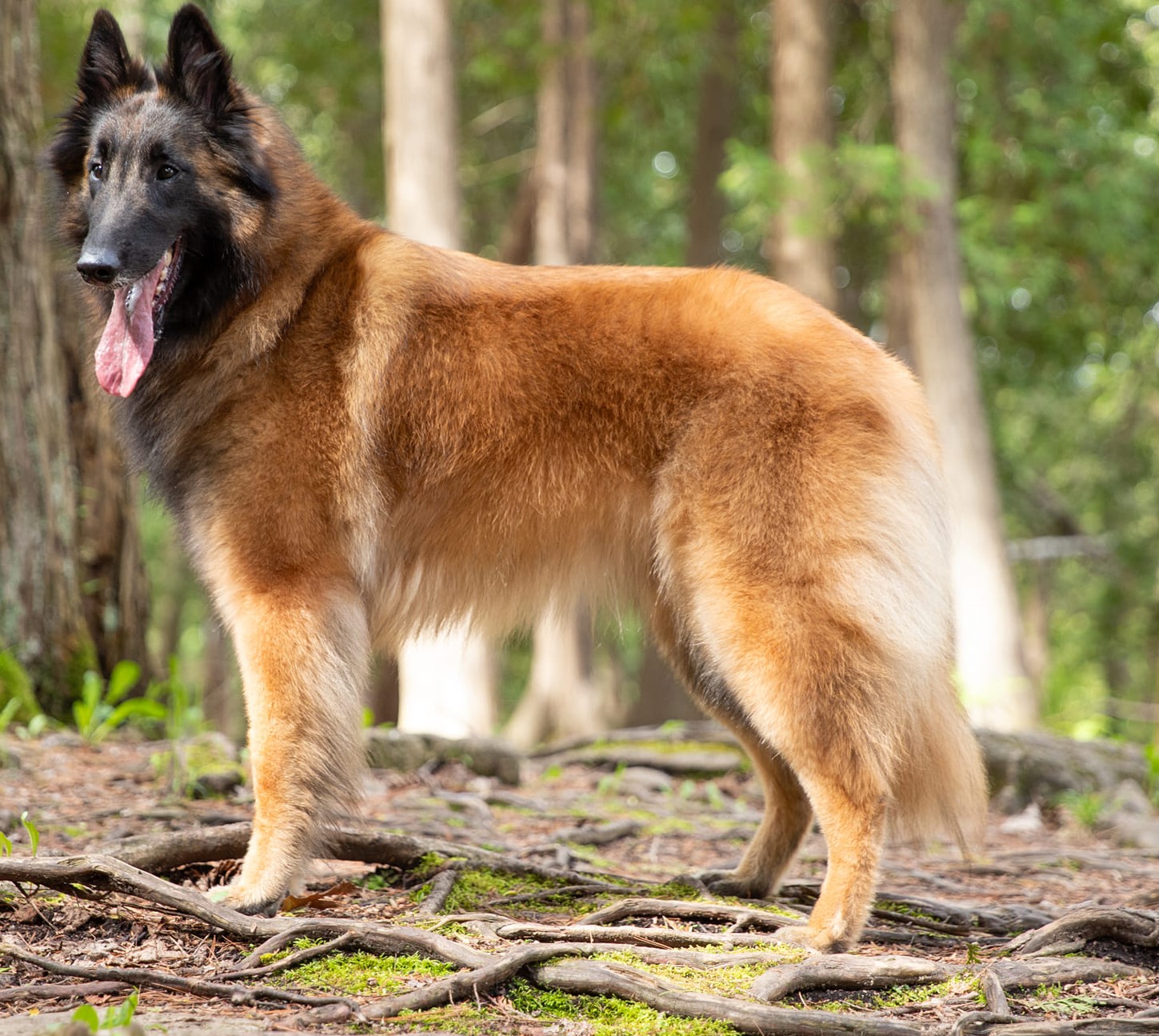 Belgian Shepherd Dog Tervuren | For the Love of Purebred Dogs